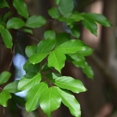 Crape Myrtle | Shelby Arboretum