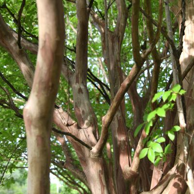 Crape Myrtle | Shelby Arboretum