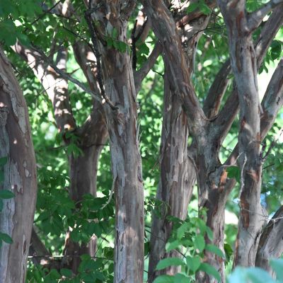 Crape Myrtle | Shelby Arboretum