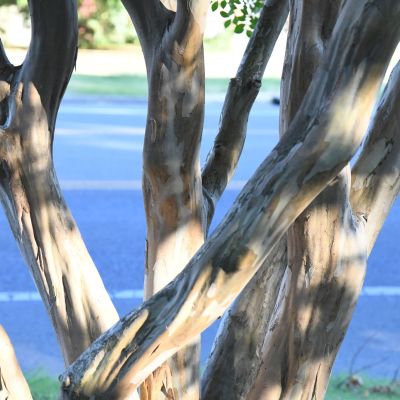 Crape Myrtle | Shelby Arboretum
