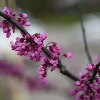 Flame Thrower® Redbud | Shelby Arboretum