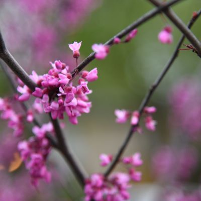 Flame Thrower® Redbud | Shelby Arboretum