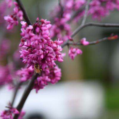 Flame Thrower® Redbud | Shelby Arboretum