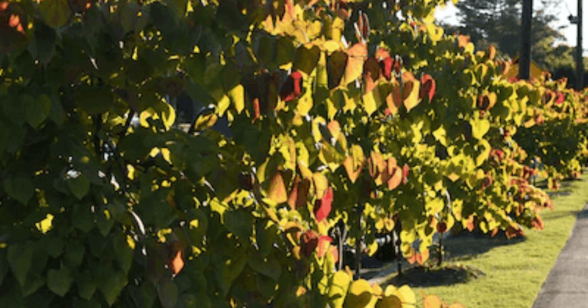 The Many Redbud Species of Shelby Avenue Arboretum | Shelby Arboretum