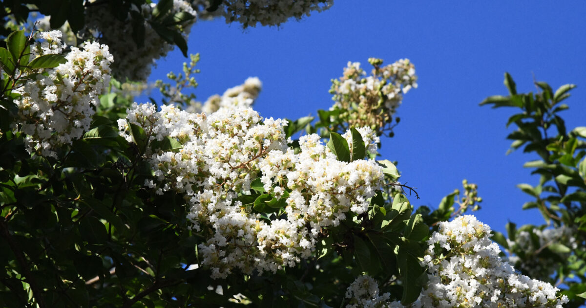 Crape Myrtle | Shelby Arboretum