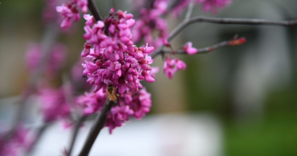 Carolina Sweetheart® Redbud | Shelby Arboretum
