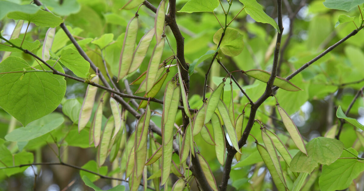 Typical Eastern Redbud | Shelby Arboretum